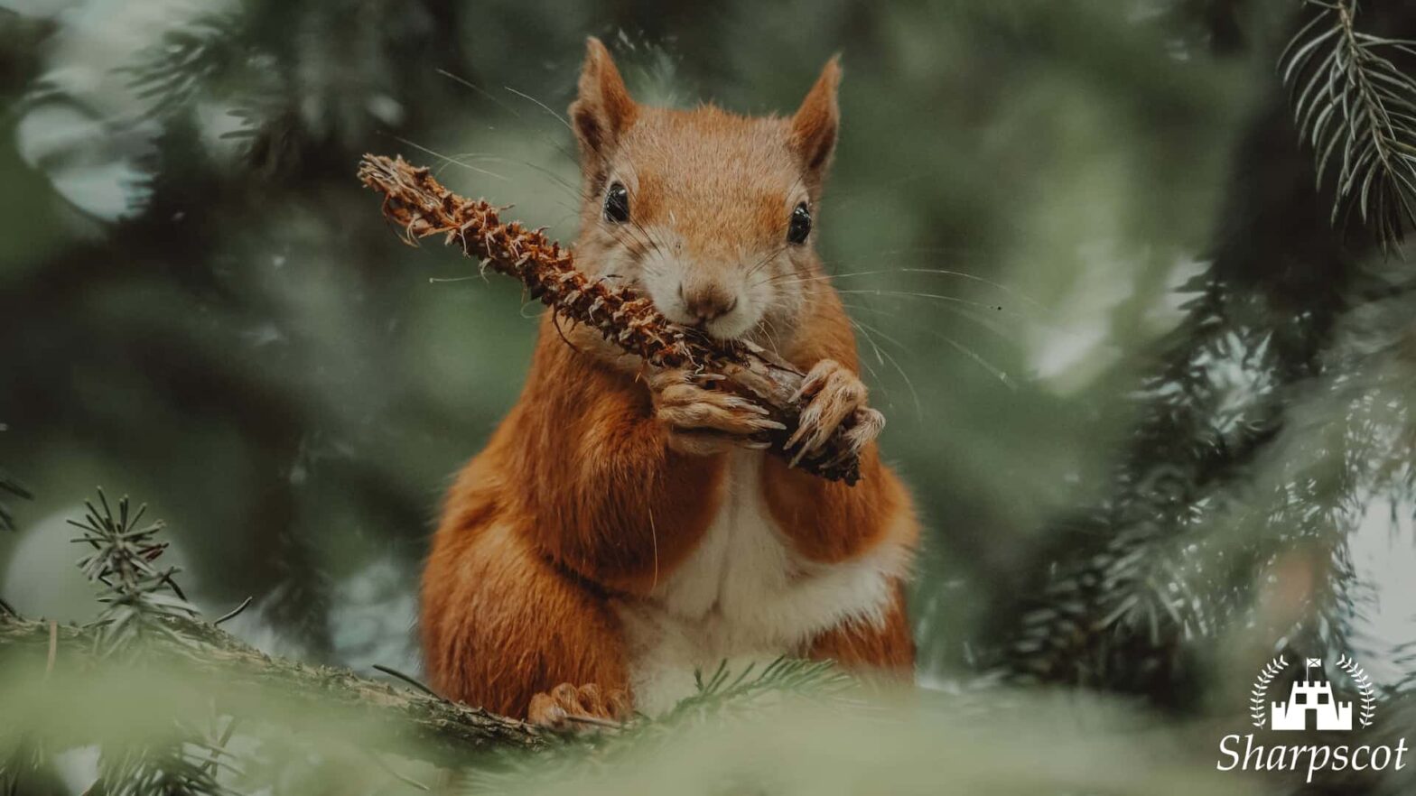 Scour the Best Places to See Red Squirrels in Scotland