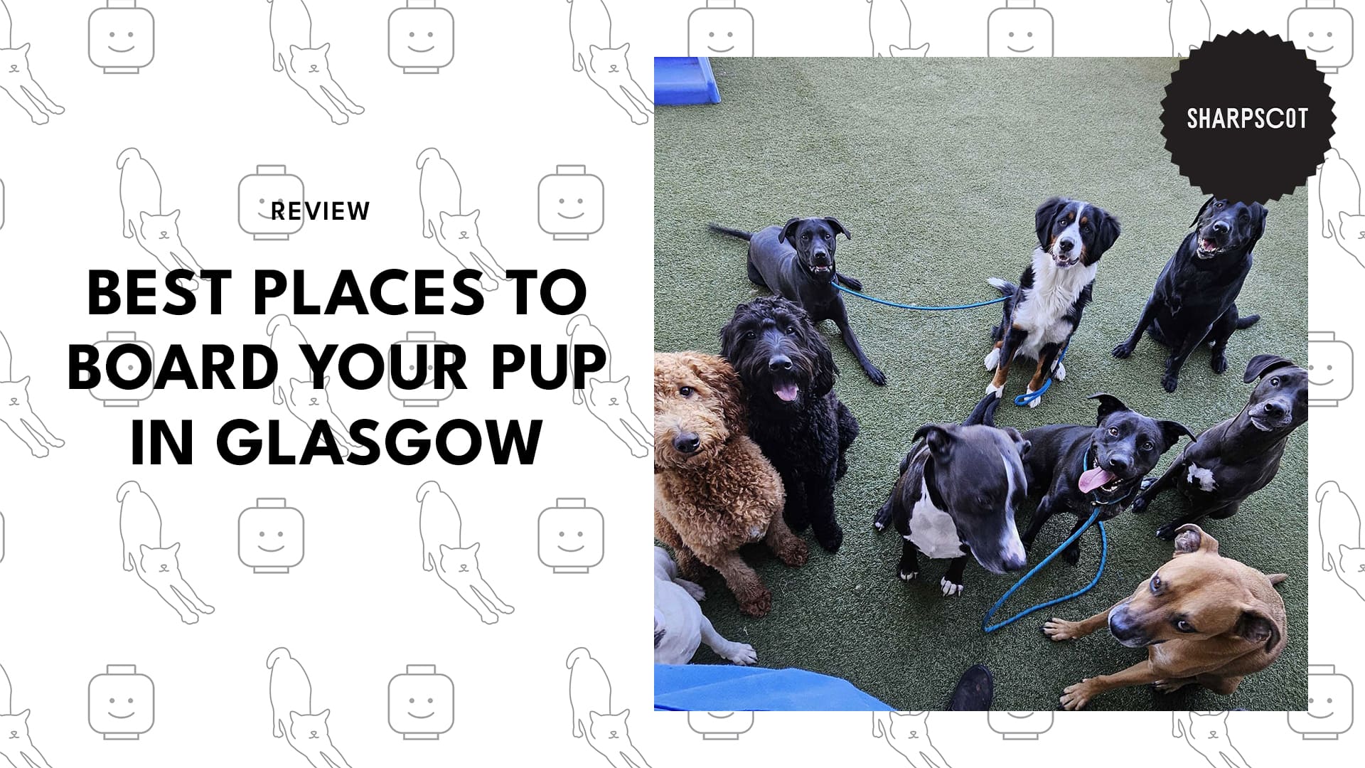 Glasgow’s 5 Most Trusted Dog Boarding Facilities [Reviewed] [2026 ]